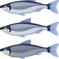 Fish Eye Vector Images (over 9,600)