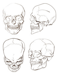 Anatomical Skull Vector Images (over 2,600)