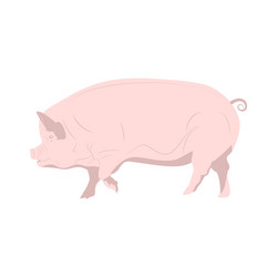 No pig rgb color icon Royalty Free Vector Image