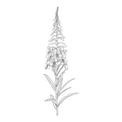 Fireweed Vector Images (over 160)