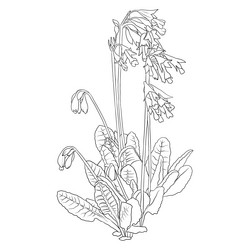 Drawing flowers of cowslip Royalty Free Vector Image
