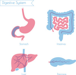 Human medical digestive system Royalty Free Vector Image