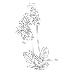 Drawing flowers of cowslip Royalty Free Vector Image