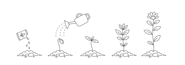 Plant growth stages seedling development stage Vector Image