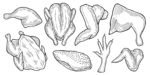 Chicken cuts hen parts Royalty Free Vector Image