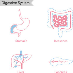 Digestive System Vector Images (over 14,000)