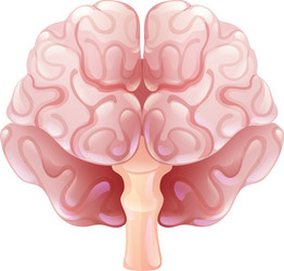 Brain Front View Vector Images (over 290)