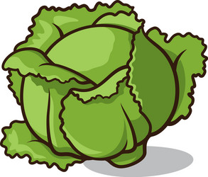Cabbage Drawing Vector Images (over 6,500)