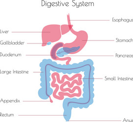 Stomach of human digestive system realistic Vector Image