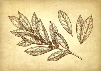 Bay leaves set Royalty Free Vector Image - VectorStock