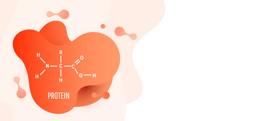 Levels protein structure from amino acids Vector Image