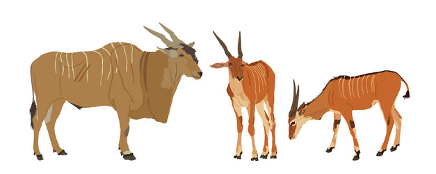 Eland Vector Images (over 100)