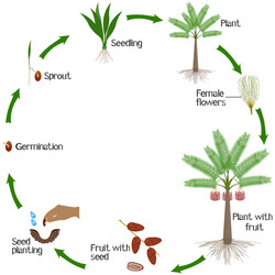 Cycle growth date palm tree Royalty Free Vector Image