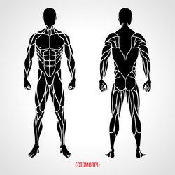 Body Front Back Vector Images (over 18,000)