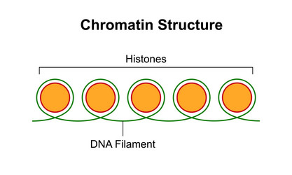 Oogenesis process Royalty Free Vector Image - VectorStock