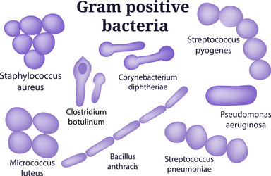 Bacteria cell wall gram positive and negative Vector Image