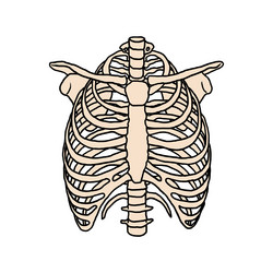 Chest bone Royalty Free Vector Image - VectorStock