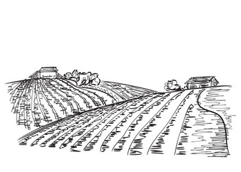 Landscape with fields Royalty Free Vector Image