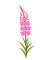 Fireweed Royalty Free Vector Image - VectorStock