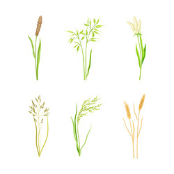 Rice Husk Vector Images (75)