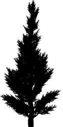 Juniper Tree Vector Images (over 1,200)
