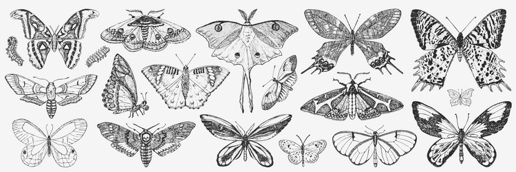 Insects Geometric Vector Images (over 7,500)