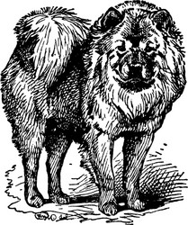 Chow Chows Vector Images (over 1,300)