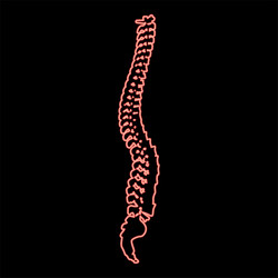 Spinal vertebral column spine backbone icon Vector Image