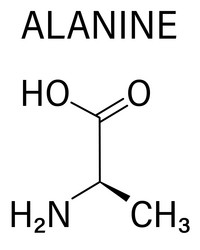 Alanine Amino Acid Vector Images (over 150)