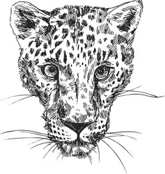 Hand-drawn leopard Royalty Free Vector Image - VectorStock
