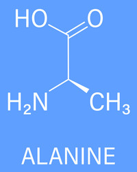 Alanine Amino Acid Vector Images (over 150)