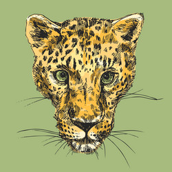 Hand-drawn leopard Royalty Free Vector Image - VectorStock