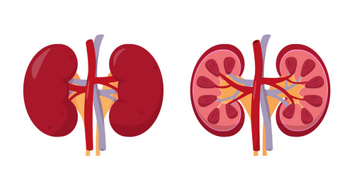 Kidney Bean Shape Vector Images (over 280)