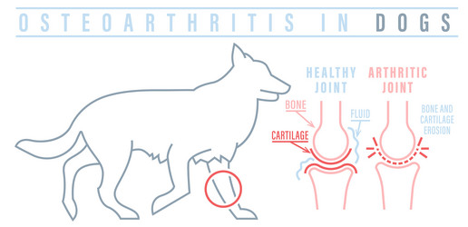 Arthritis osteoarthritis in dogs common disease Vector Image