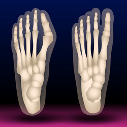 X-ray of foot claw Royalty Free Vector Image - VectorStock