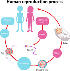 Reproduction process human infographic Royalty Free Vector