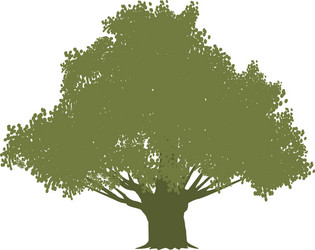Olive Tree Vector Images (over 210,000)