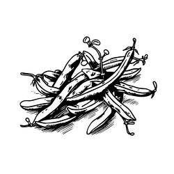 Green beans drawing isolated hand drawn engraved Vector Image