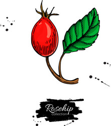 Rosehip Color Drawing Vector Images (over 290)