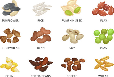 Plant seeds cereal grains set Royalty Free Vector Image