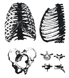 Monstera leaf with rib cage vintage apparel print Vector Image