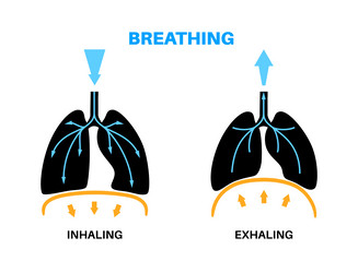 Diaphragm Inhale and Exhale Vector Images (over 100)