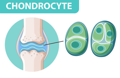 Chondrocytes Vector Images (21)