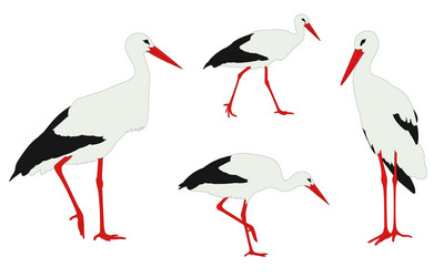 Pair of storks isolated on white background Vector Image