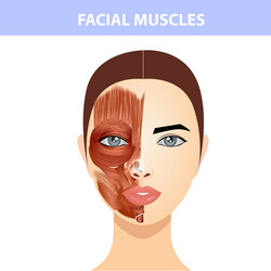 Facial Muscles Vector Images (over 370)