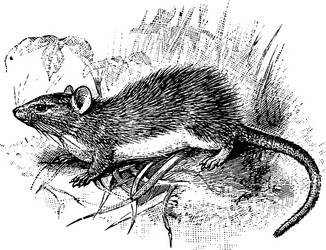 Rat Engraving Vector Images (over 280)