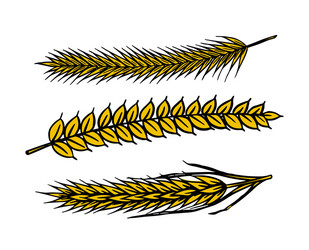 Drawn Vintage Wheat Vector Images (over 4,100)