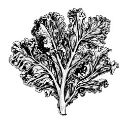 Kale drawing isolated hand drawn engraved style Vector Image
