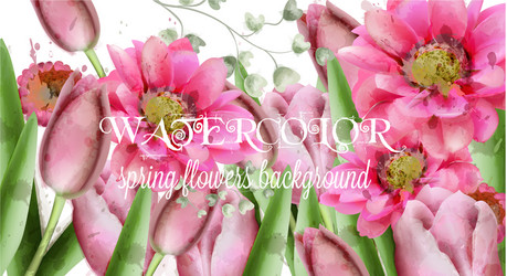 Pink tulips spring background watercolor Vector Image