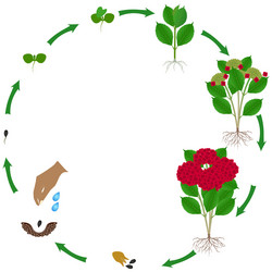 Cycle of growth of red hydrangea Royalty Free Vector Image